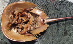 LAL test e il triste destino del Limulus dal sangue blu - Microbiologia ...