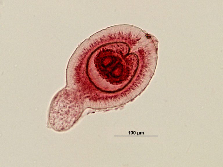 Dipylidium caninum – scheda parassitologica ed approfondimenti