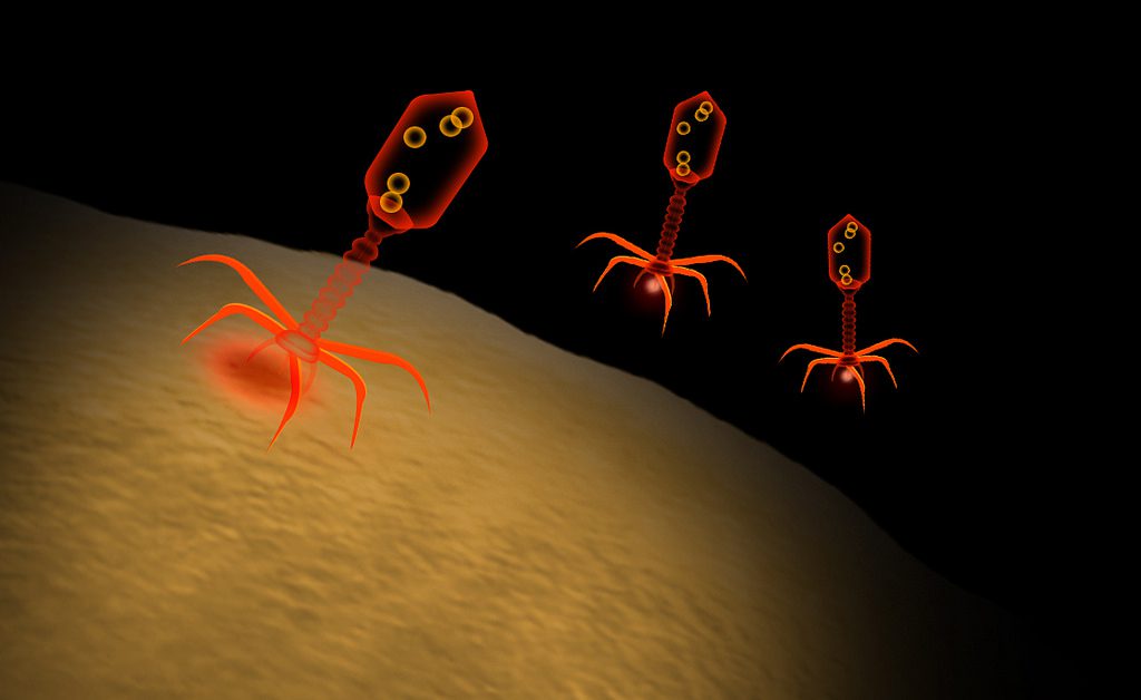 Batteriofagi contro CRISPR-Cas: l'unione fa la forza! - Microbiologia ...