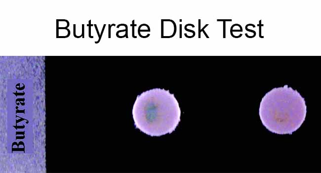 Butyrate Disk test – scheda microbiologica di approfondimento
