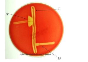 CAMP test – scheda microbiologica di approfondimento