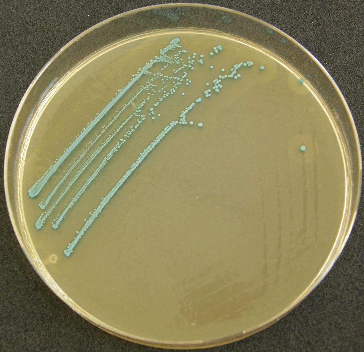 Aloa agar – scheda del terreno di coltura per microbiologia