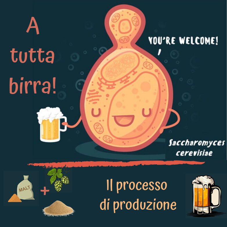 "A tutta birra!" 2- Il processo di produzione: malto d'orzo e ammostamento
