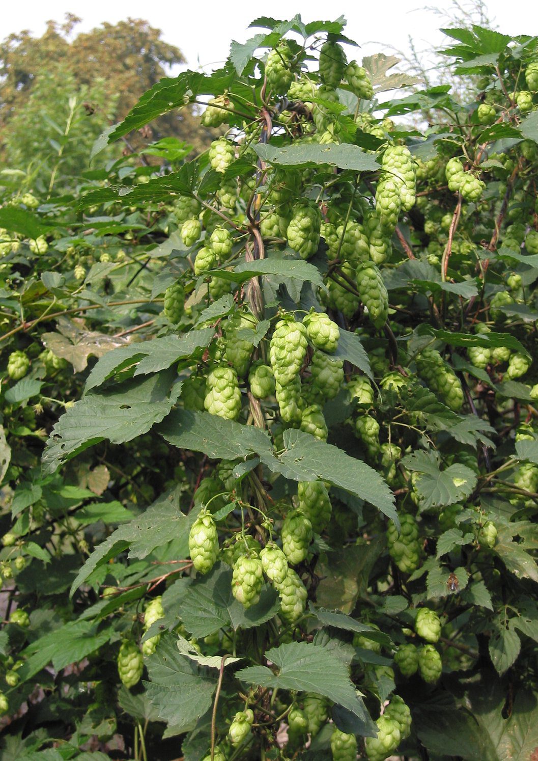 "A tutta birra!" 2- Il processo di produzione: malto d'orzo e ammostamento