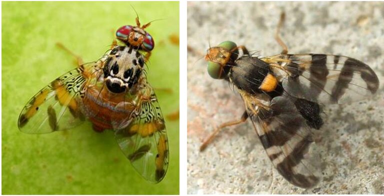 Wolbachia spp.: "Nemico naturale" microbico con importanti applicazioni