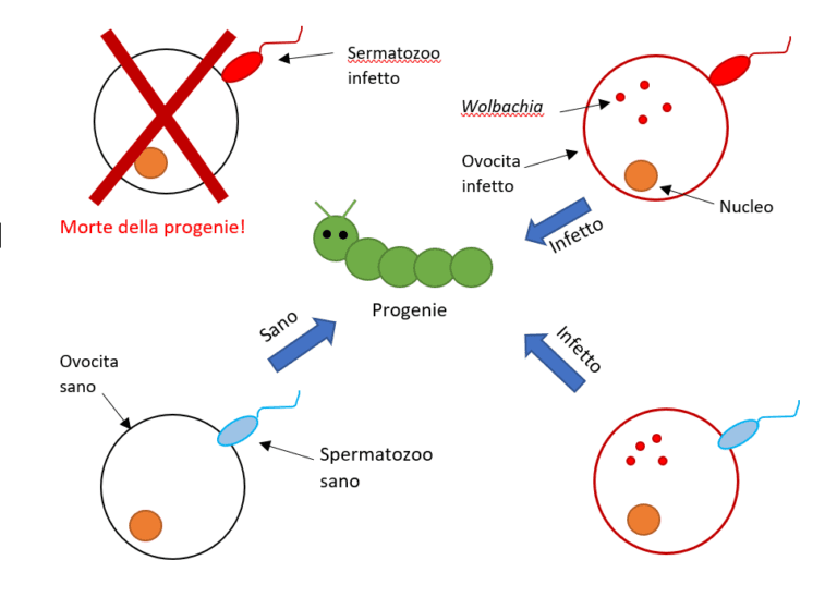 Wolbachia spp.: "Nemico naturale" microbico con importanti applicazioni