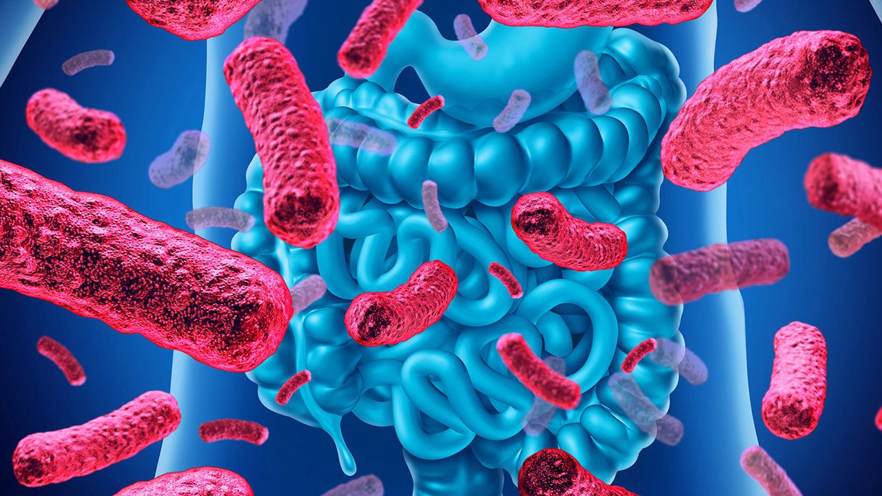 Legame tra il microbiota intestinale e l'insorgenza dell'IBD