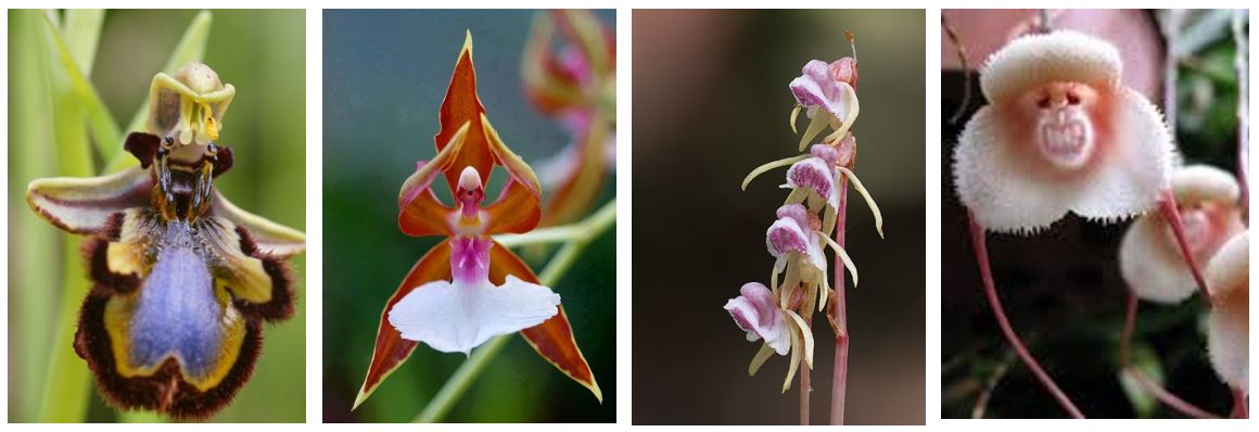 Le micorrize favoriscono la germinazione dei semi delle orchidee