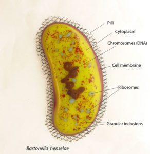 Bartonella henselae - scheda batteriologica ed approfondimenti