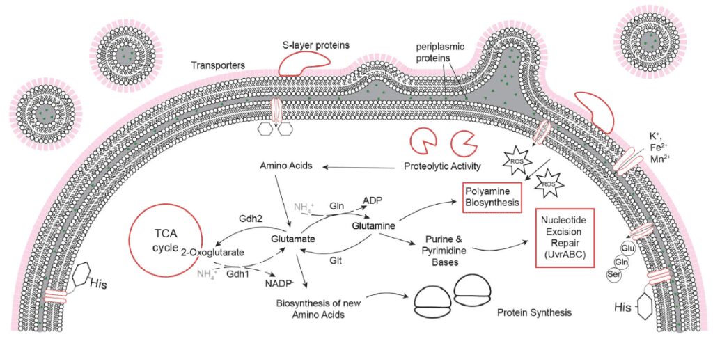 Deinococcus radiodurans, il batterio resistente alle radiazioni