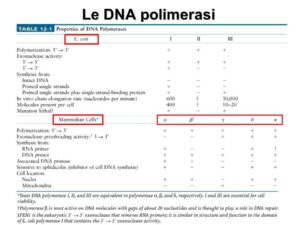 La replicazione del DNA: il segreto della vita