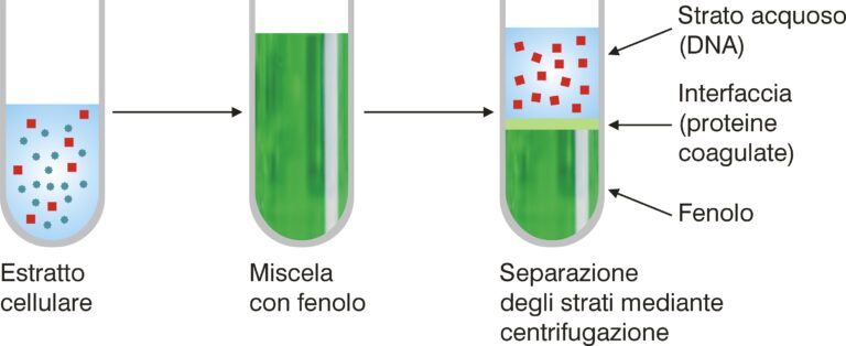 Estrazione e purificazione del DNA (test microbiologici)
