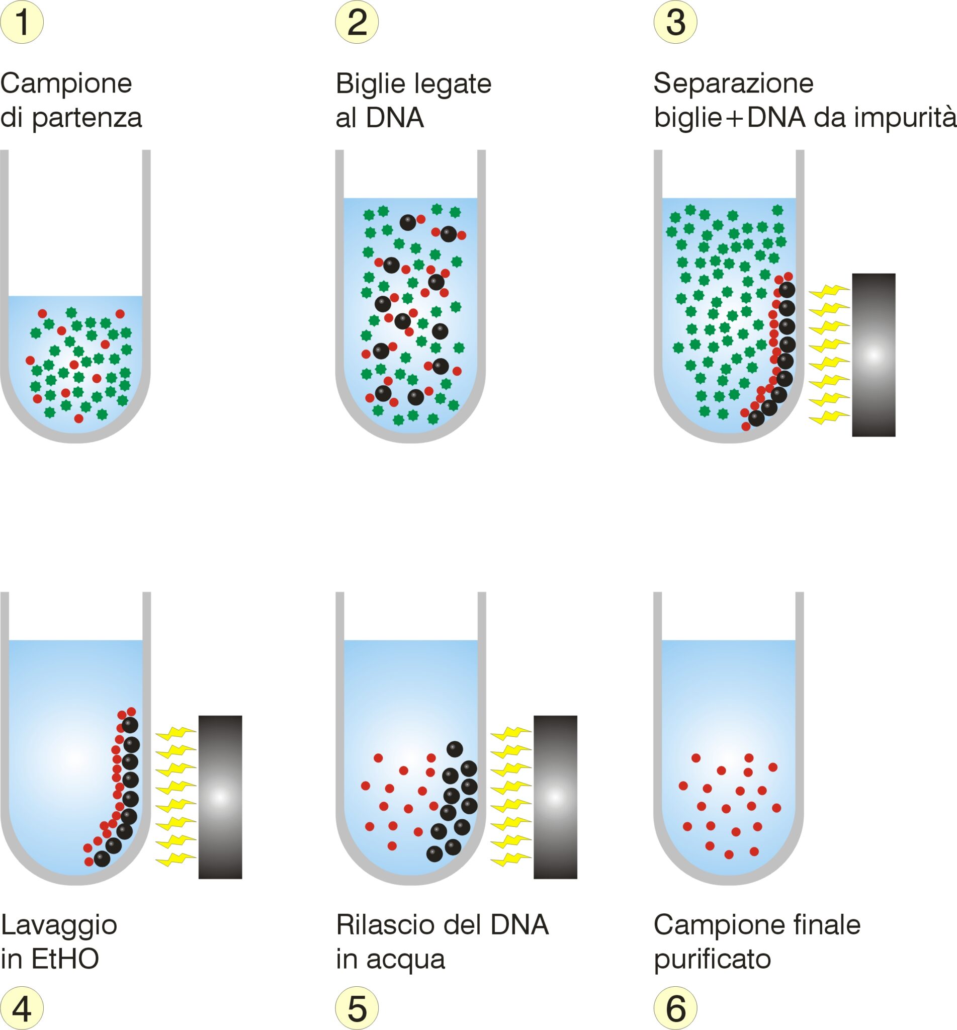 Estrazione e purificazione del DNA (test microbiologici)
