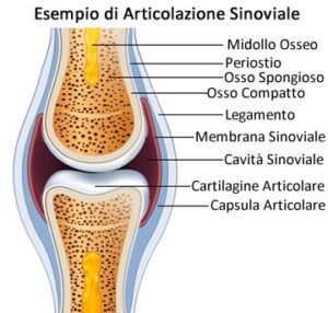 Articolazioni e movimenti: tutte le peculiarità - Microbiologia Italia