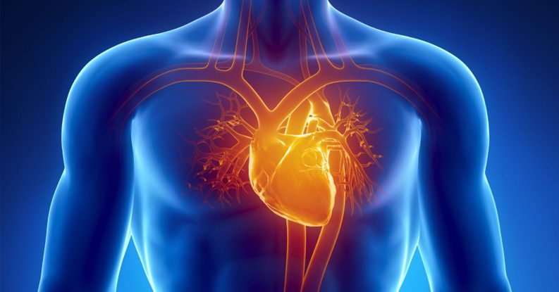 Apparato cardiovascolare: funzioni e caratteristiche