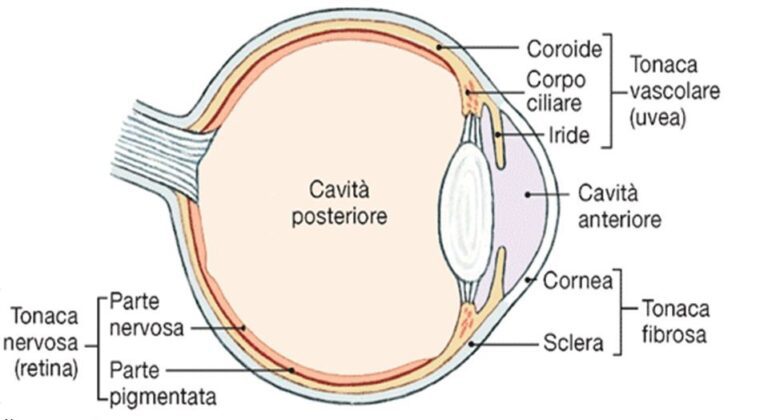 I sensi speciali: alla scoperta di tutte le caratteristiche