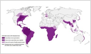 Histoplasma capsulatum - Scheda micologica e approfondimenti