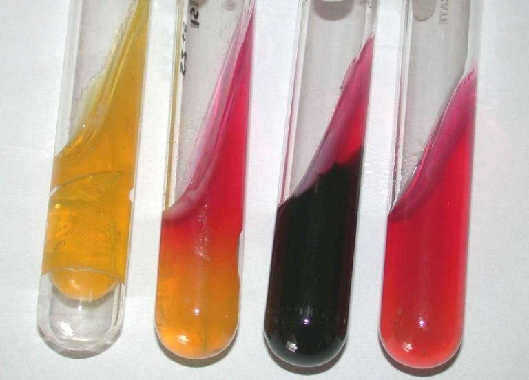 Kligler Iron Agar - scheda del terreno di coltura per microbiologia