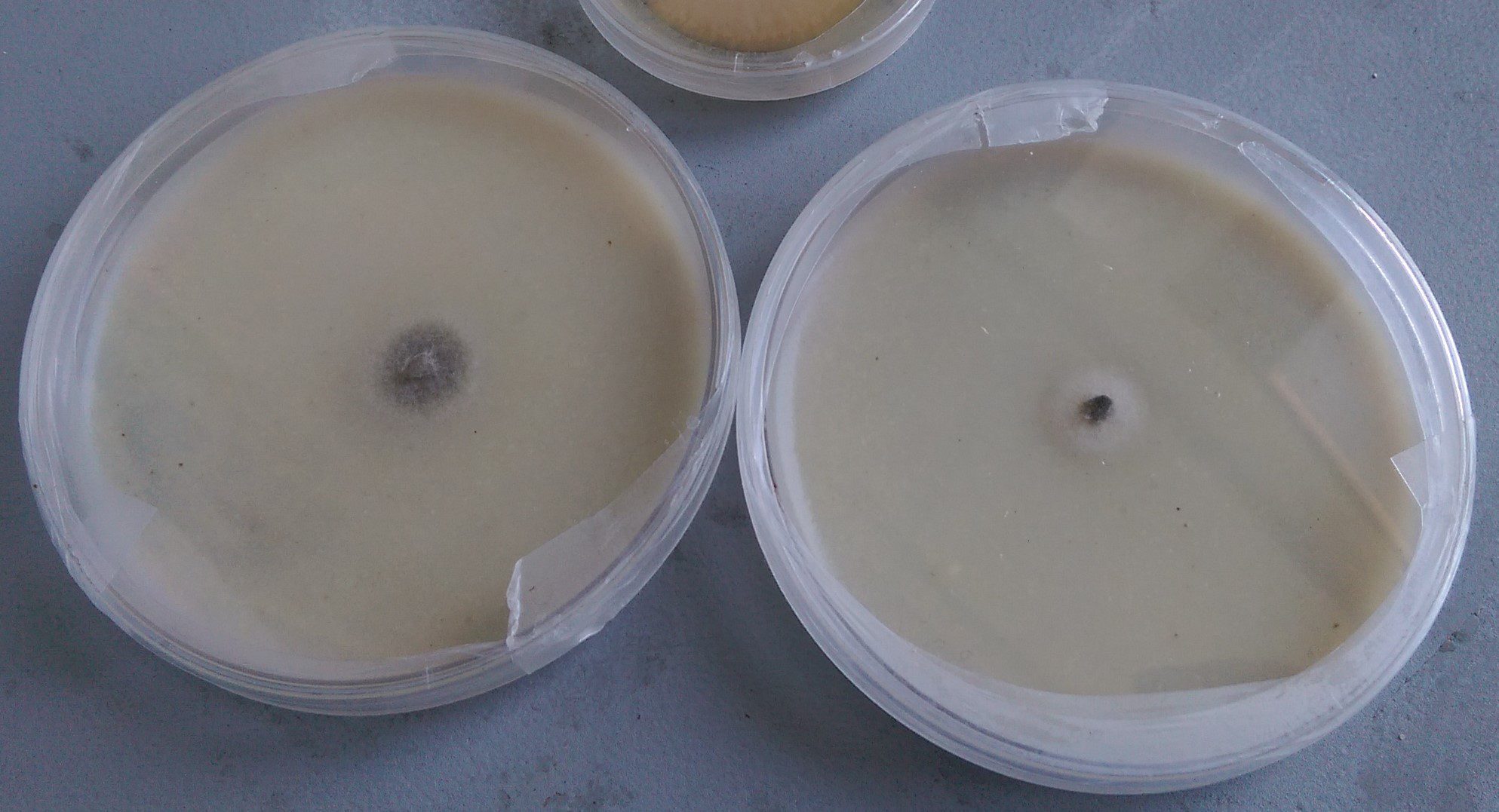 Oatmeal Agar - Microbiologia Italia