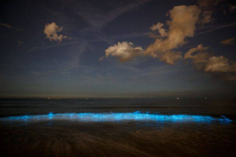 Noctiluca scintillans - Scheda del protozoo - Microbiologia Italia