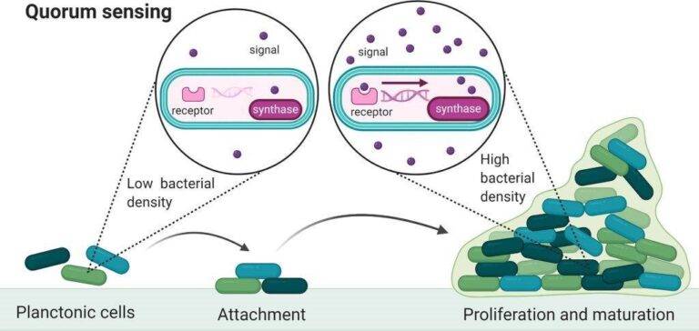 Phage-host interaction: a possible weapon against unwanted biofilms