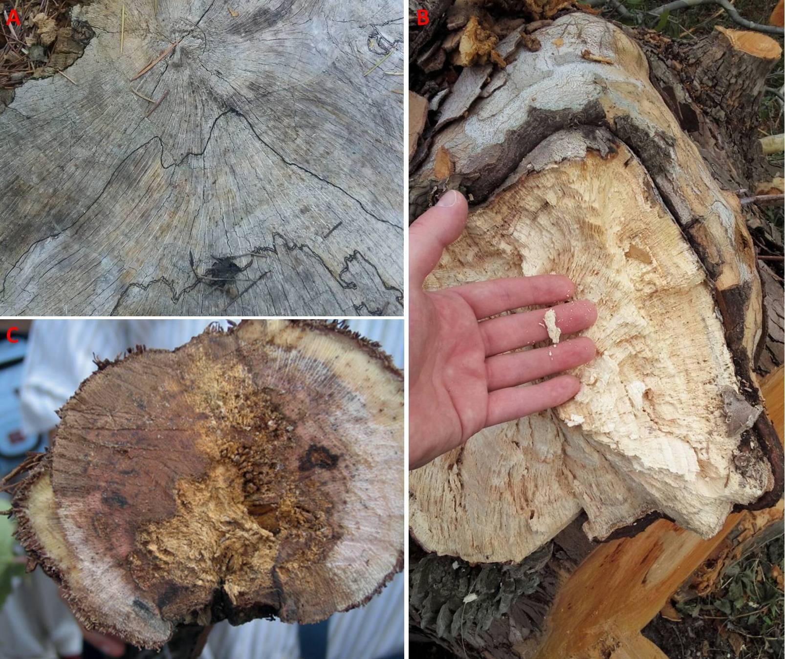Fomes fomentarius - Scheda micologica e approfondimenti