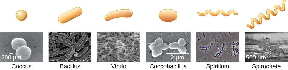 Batterio: classificazione, identificazione e struttura cellulare