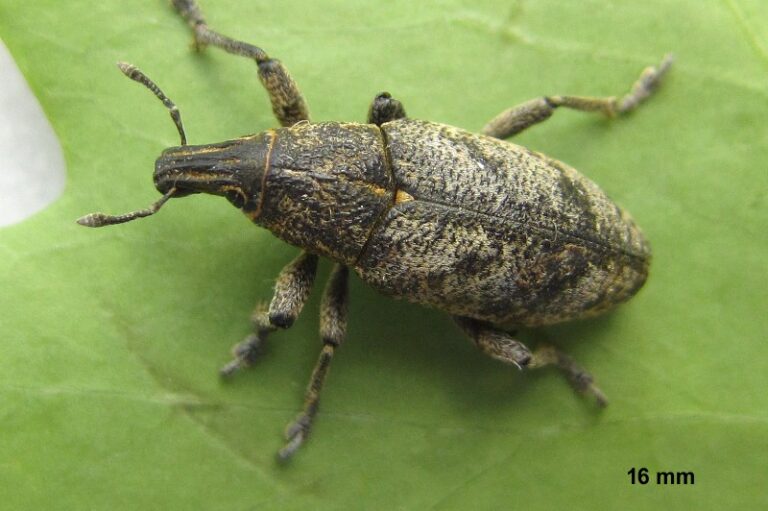 Funghi entomopatogeni per la protezione delle coltivazioni