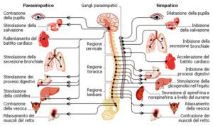 Sistema nervoso periferico - Microbiologia Italia