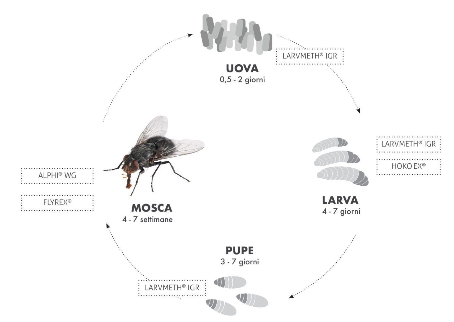 L'Entomologia forense può aiutarci a stimare l'epoca della morte?