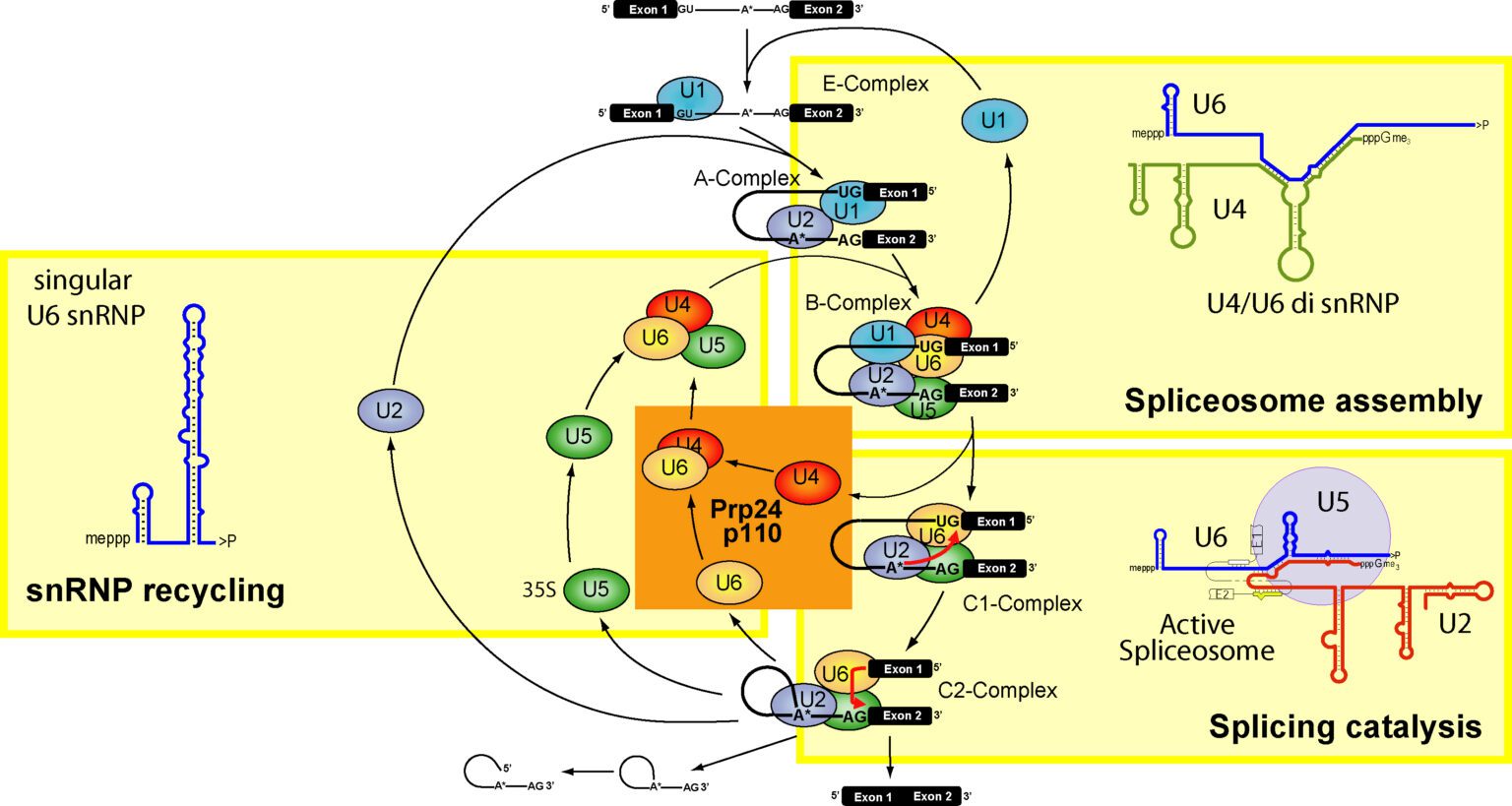 Splicing ed editing dell'RNA negli eucarioti