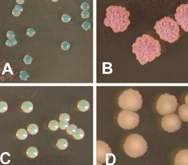 Identificazione di Candida spp. Metodi innovativi sensibili e rapidi