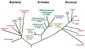 Microrganismi Archaea: caratteristiche generali ed informazioni utili