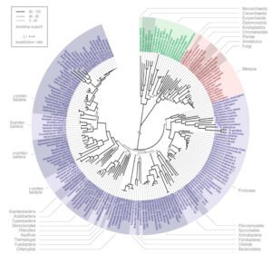Classificazione filogenetica dei microrganismi - Microbiologia Italia