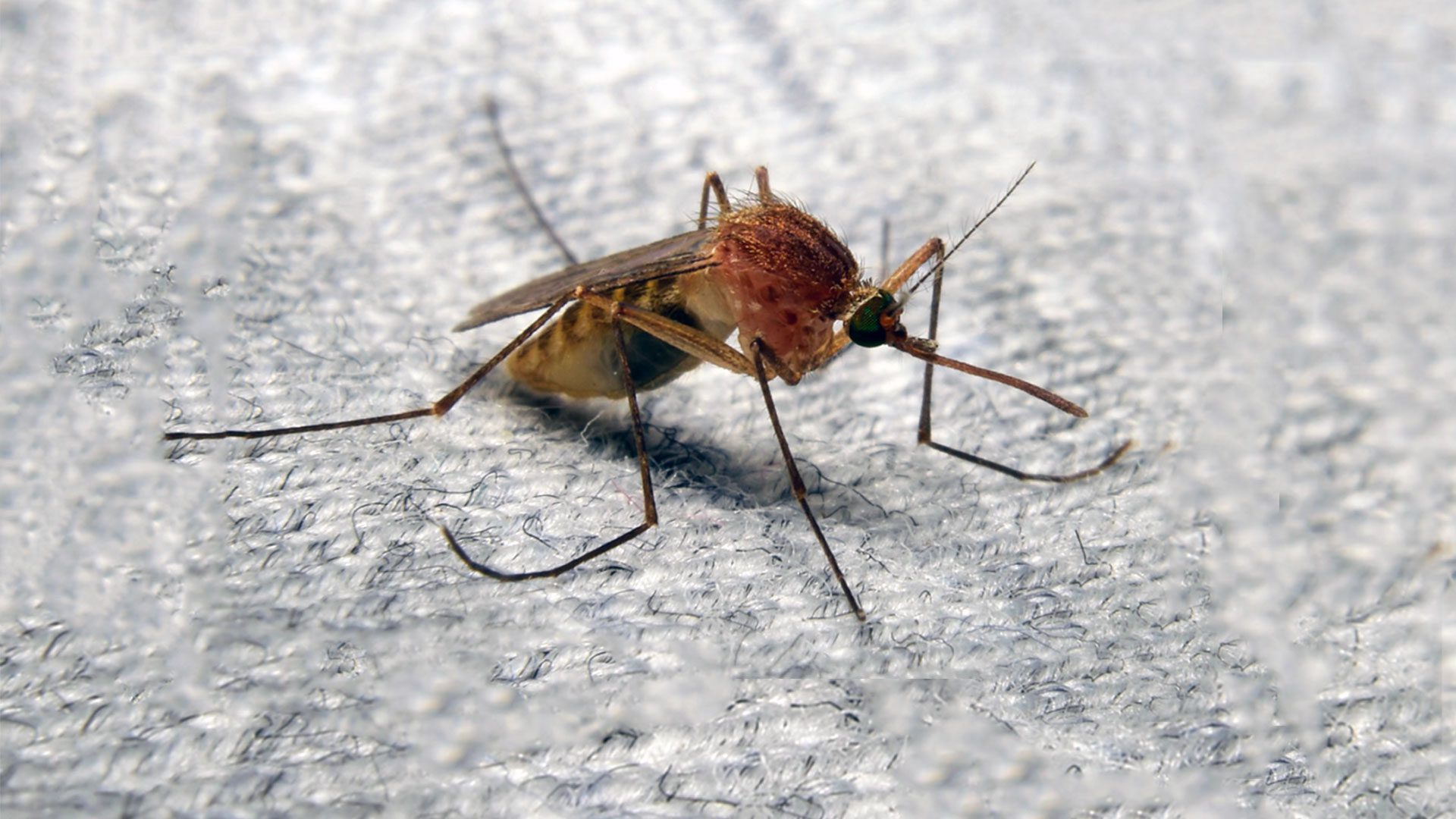 Zanzare e febbre West Nile: una minaccia per l'estate.