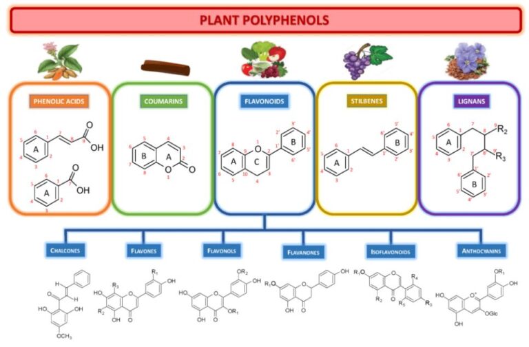 Xenormesi: il microbiota del suolo influenza il microbiota intestinale