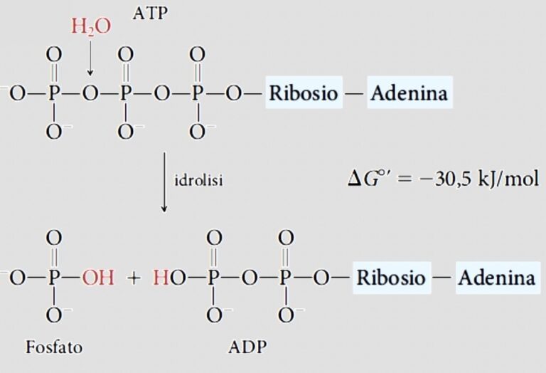 Metabolismo energetico del muscolo - Microbiologia Italia