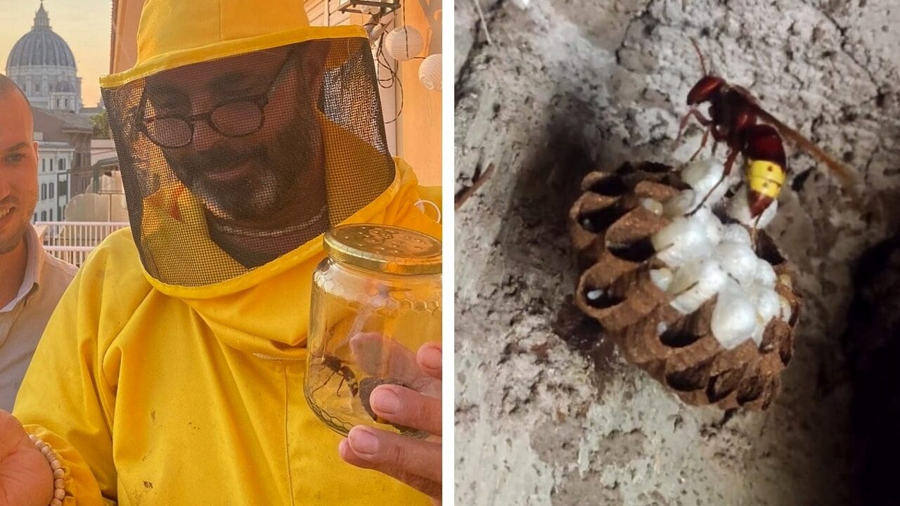 Vespe Orientalis a Roma: Invasione nella Capitale