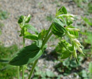 Onosmodium Virginiano: Un Rimedio Erboristico per Disturbi
