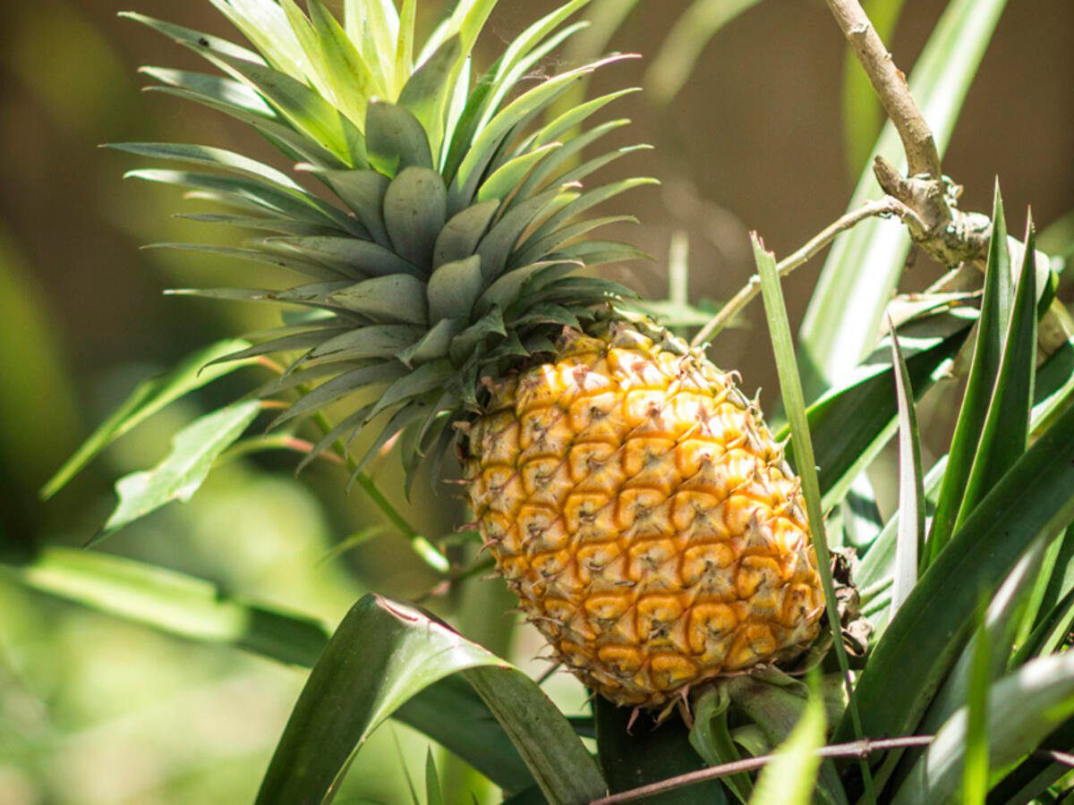 I Benefici dell'Ananas per la Digestione e la Salute