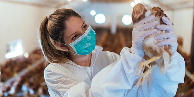 Come si Contrae l'Influenza Aviaria: Cause, Sintomi e Prevenzione ...