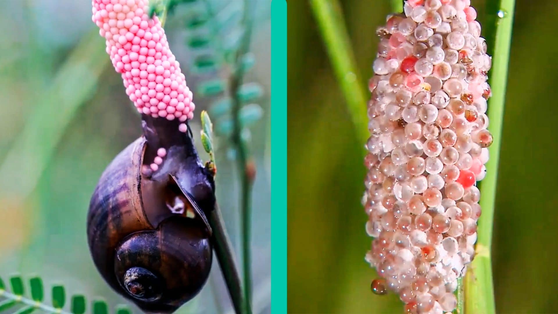 La Lumaca Mela (Pomacea canaliculata): Un Pericolo Invasivo