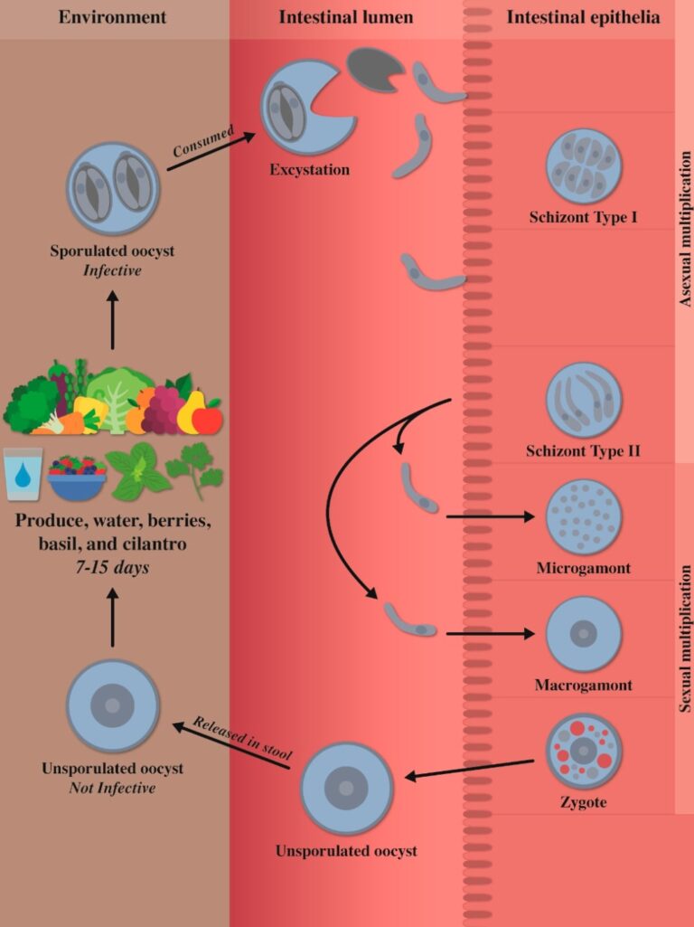 Cyclospora cayetanensis-scheda parassitologica e approfondimenti