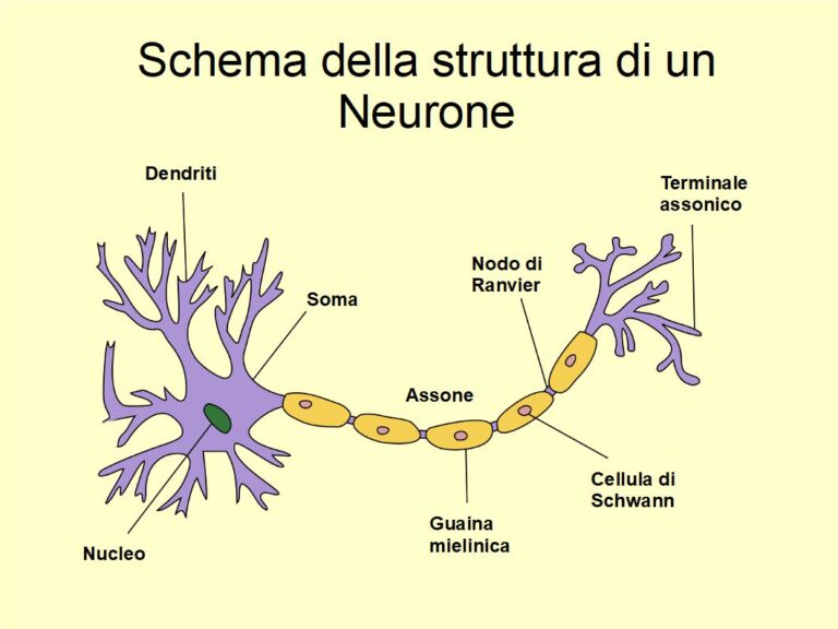 Neuroni: Il Cuore del Cervello e della Cognizione
