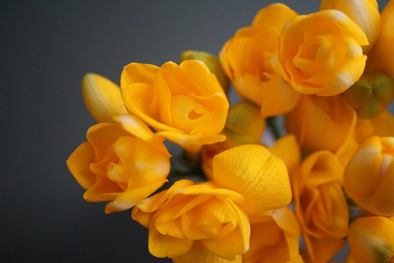 Fresia: un fiore elegante e simbolo di purezza