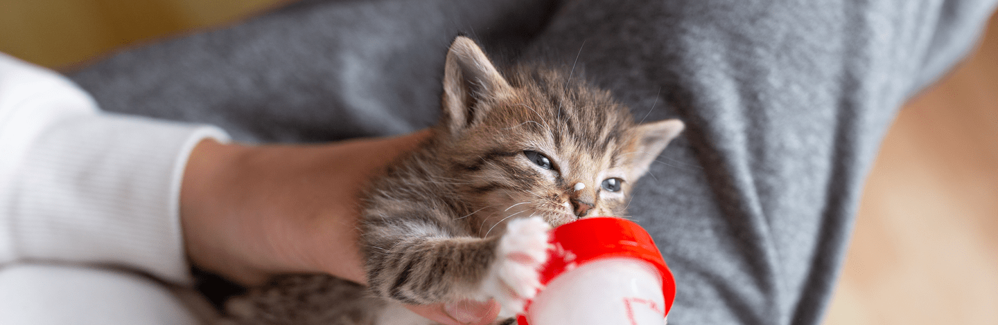 Alimentazione per un Gattino di 2 Mesi: Cosa e Quanto