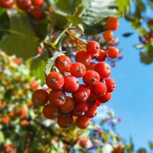 Sorbo: Una Pianta Antica e i Suoi Frutti Benefici - Microbiologia Italia