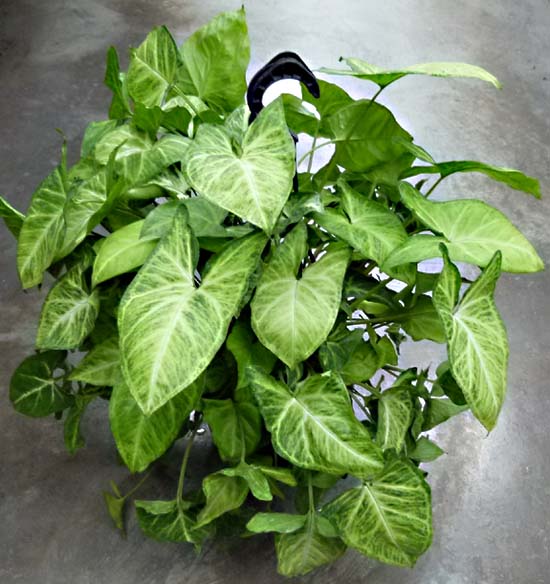 Syngonium: La Pianta Freccia - Microbiologia Italia