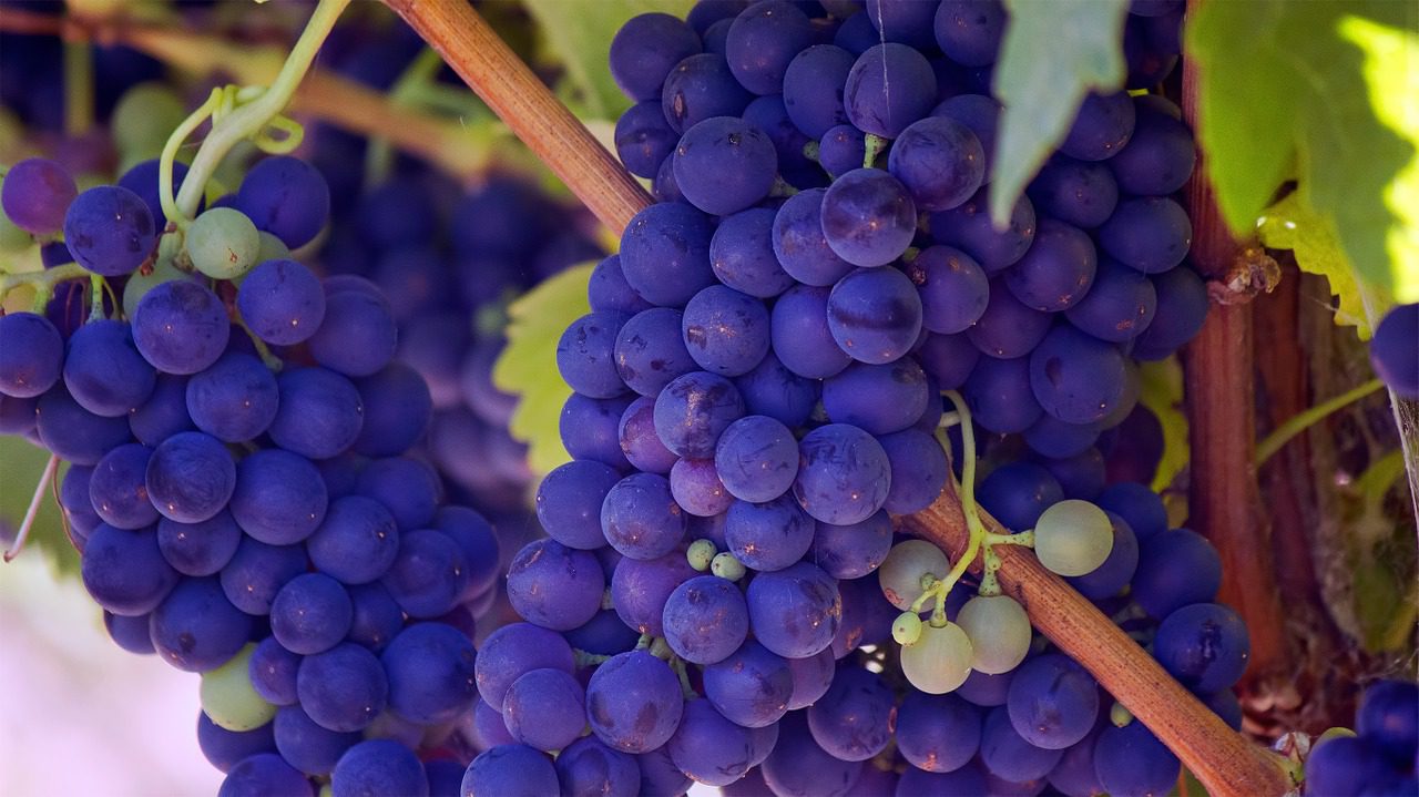 A cosa fa bene mangiare l'uva? Benefici per la salute - Microbiologia ...