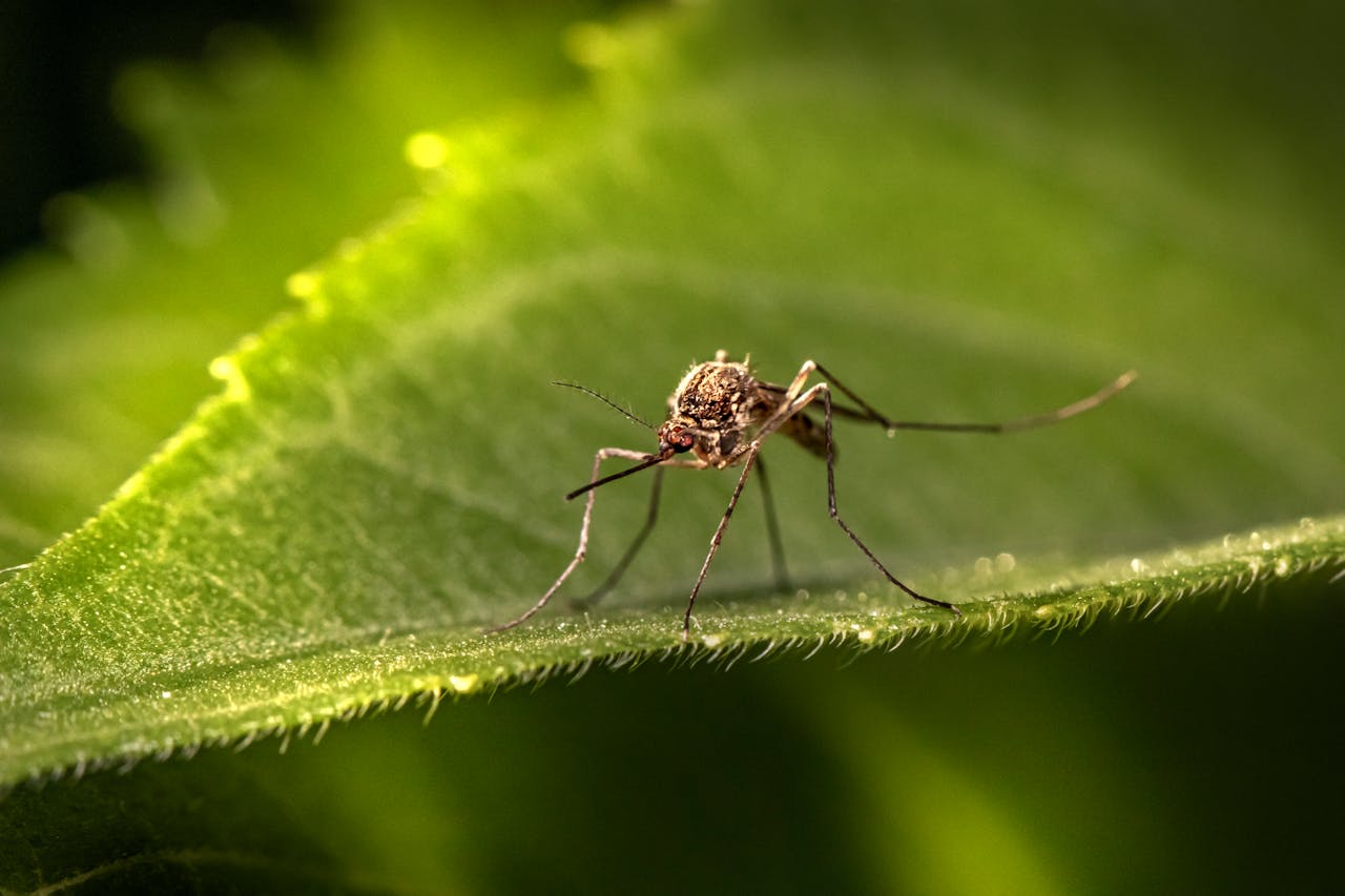 Repellenti per zanzare: come proteggersi da morsi e malattie ...